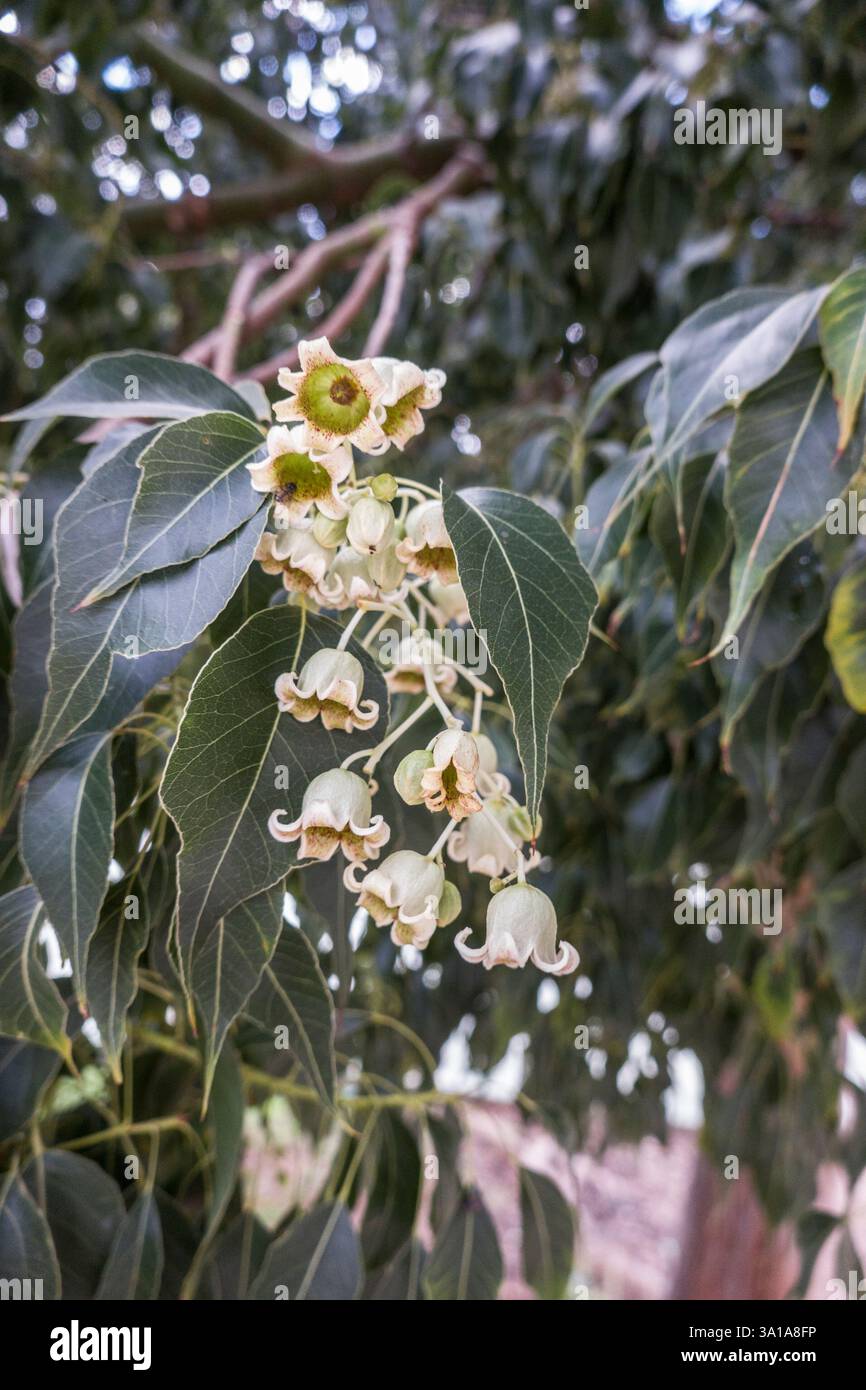 Poplar-leaved Brachychiton or Kurrajong bottle tree (Brachychiton ...