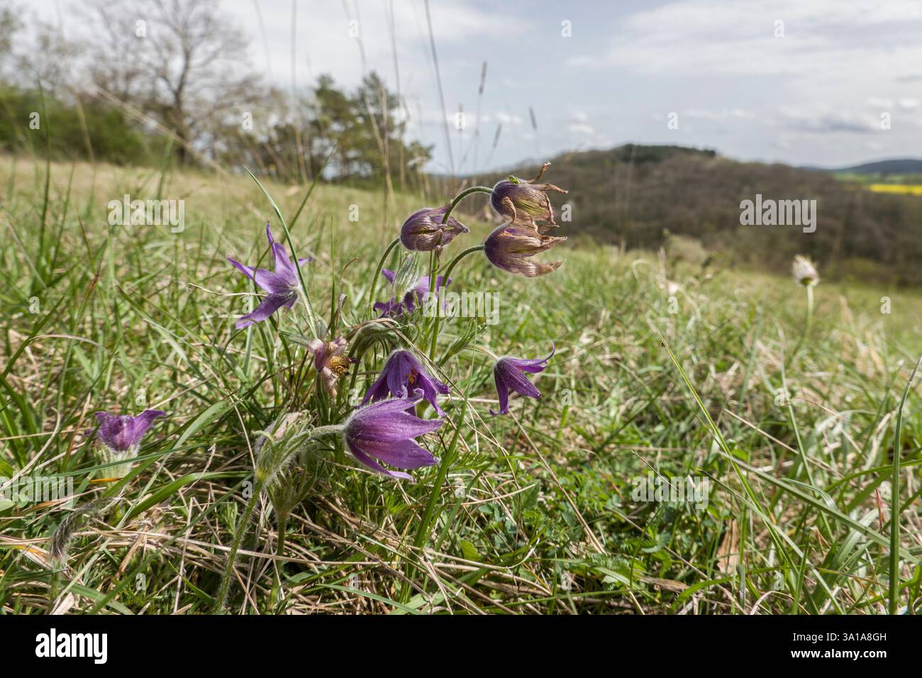 Wild pasque flower (Pulsatilla vulgaris) on a dry calcareous grassland ...
