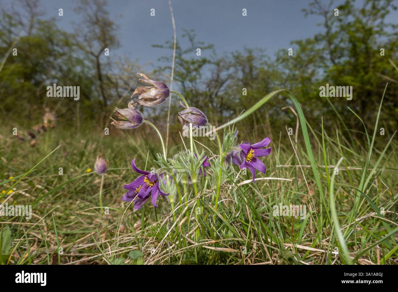 Wild pasque flower (Pulsatilla vulgaris) on a dry calcareous grassland ...