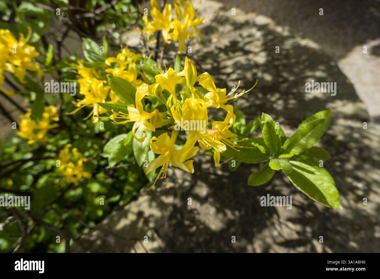 Yellow flowering azalea (Rhododendron luteum Stock Photo - Alamy