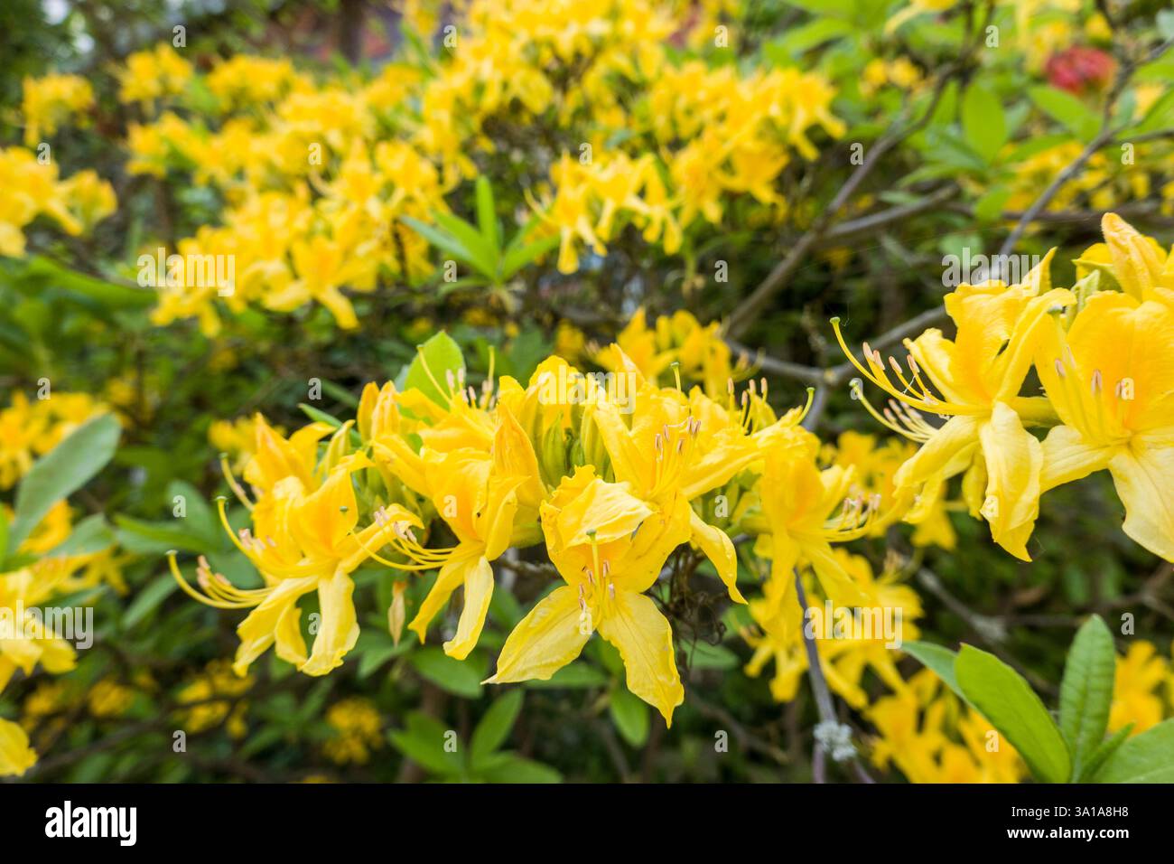 Yellow flowering azalea (Rhododendron luteum Stock Photo - Alamy