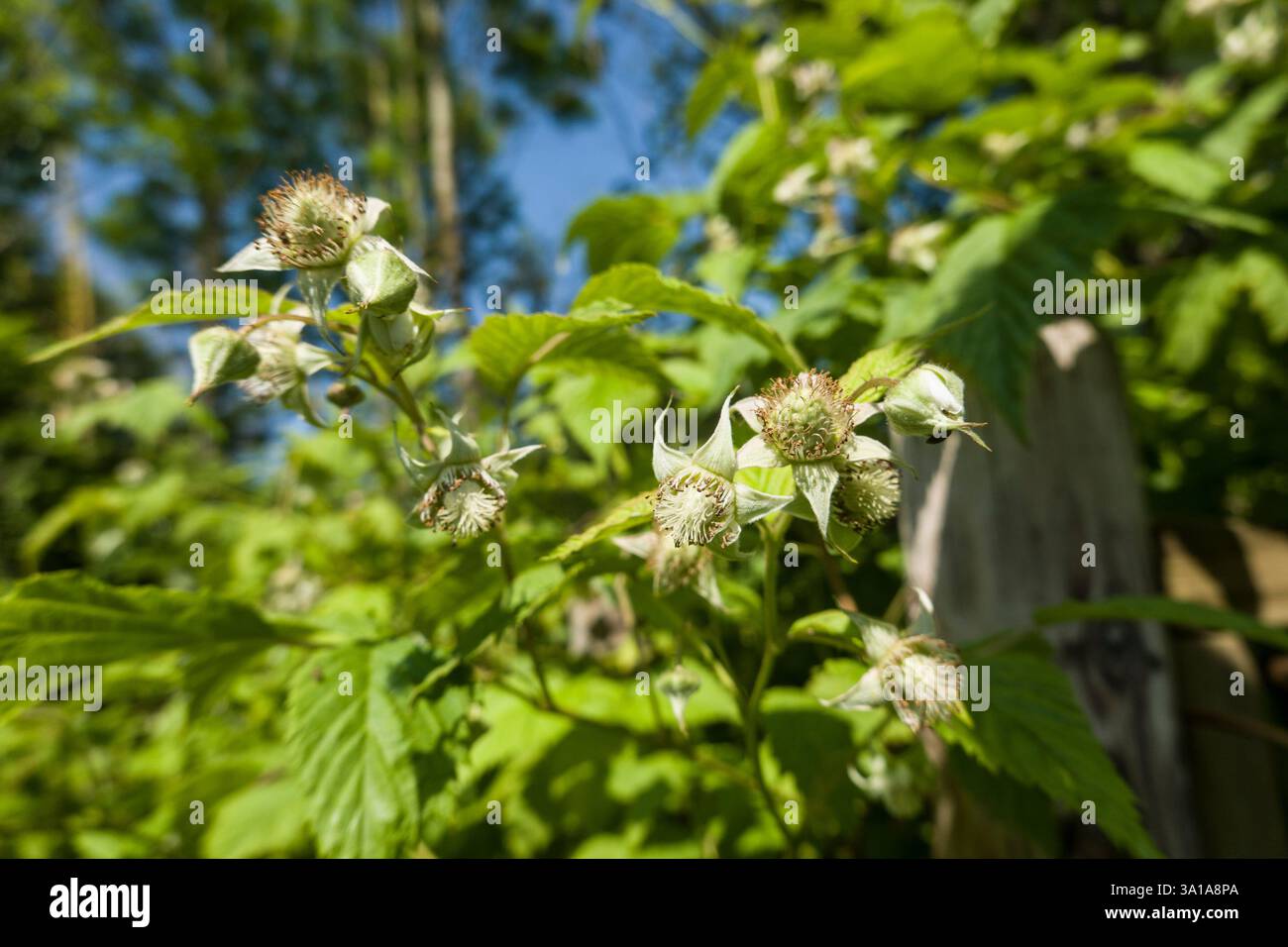 Raspberry (Rubus idaeus) - flowering shrub Stock Photo - Alamy