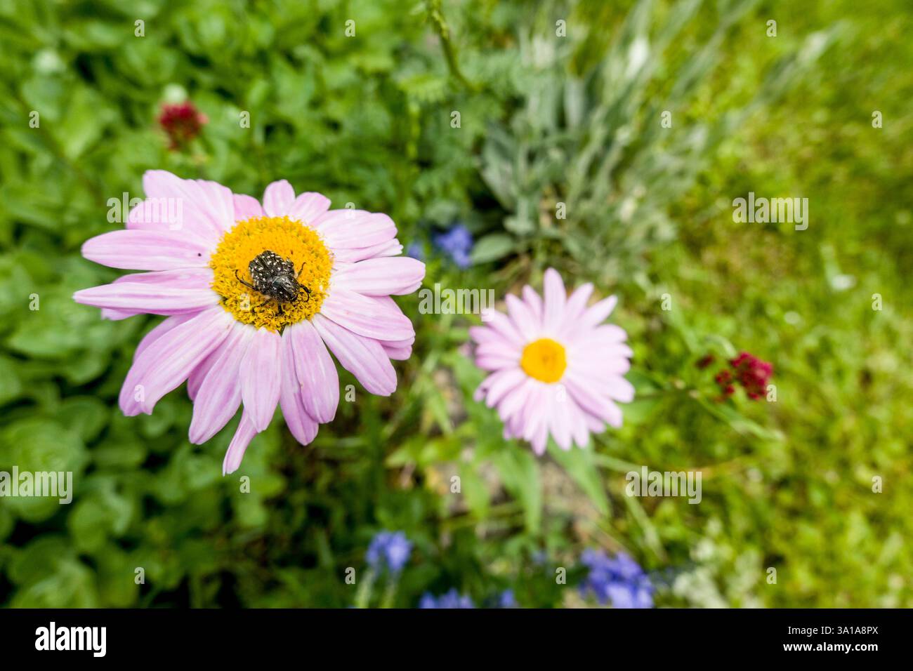 Red-flowered rampion (Tanacetum coccineum) - pink cultivar with weeping ...
