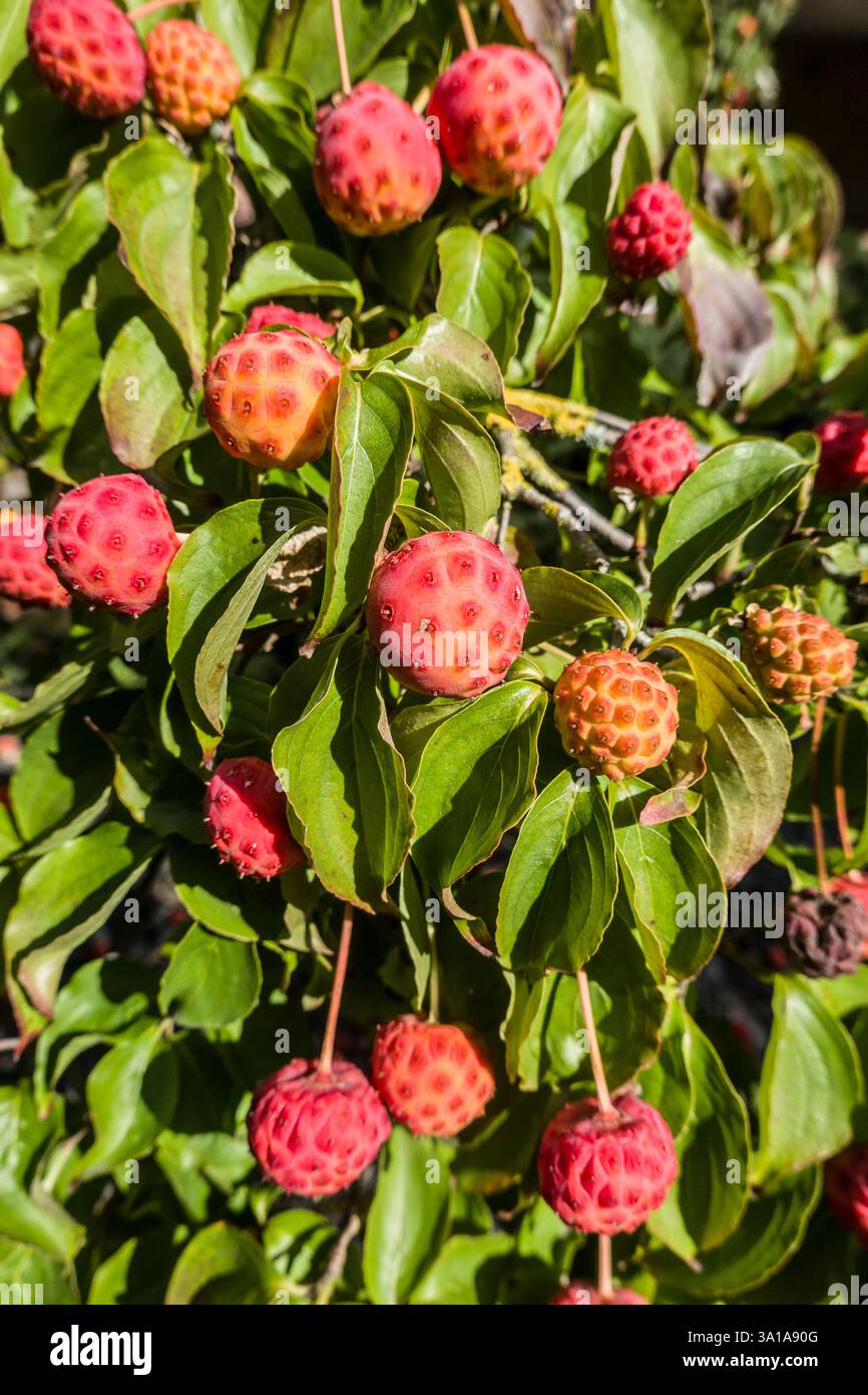 Asian flowering dogwood (Cornus kousa) - red fruits sm shrub Stock ...