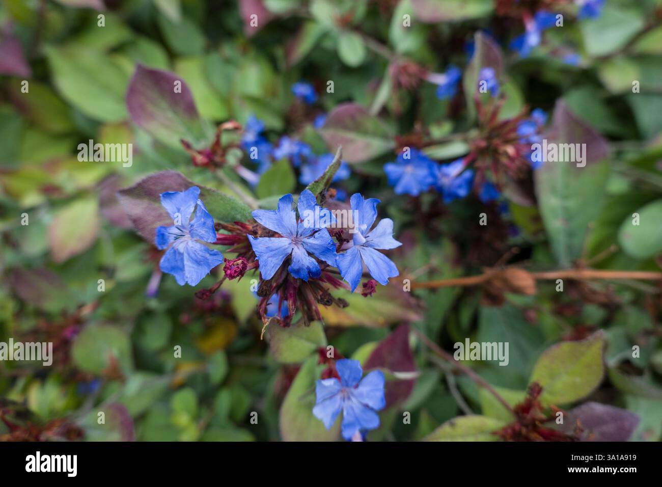 Creeping hornwort, Chinese leadwort (Ceratostigma plumbaginoides, syn ...