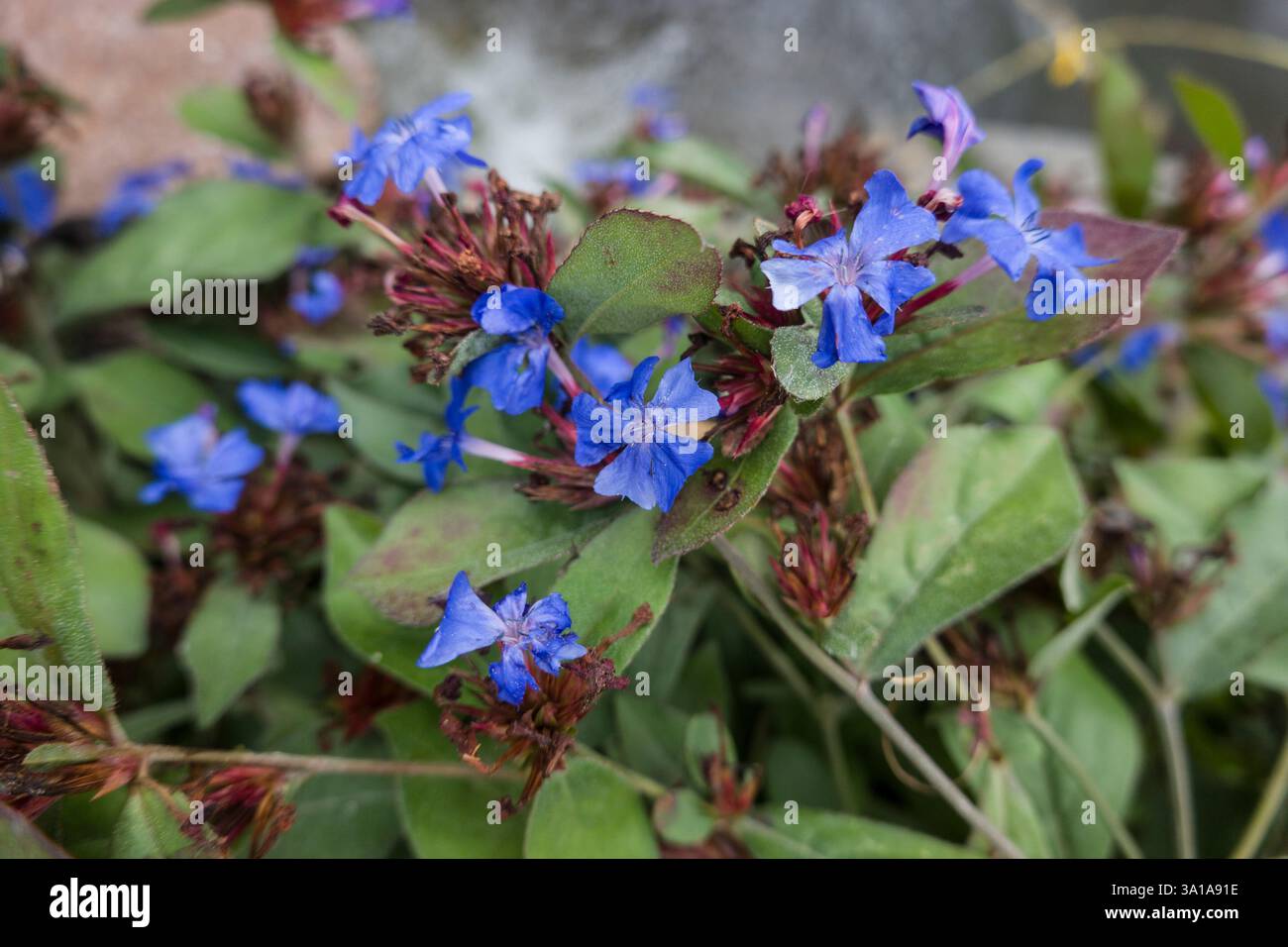 Creeping hornwort, Chinese leadwort (Ceratostigma plumbaginoides, syn ...