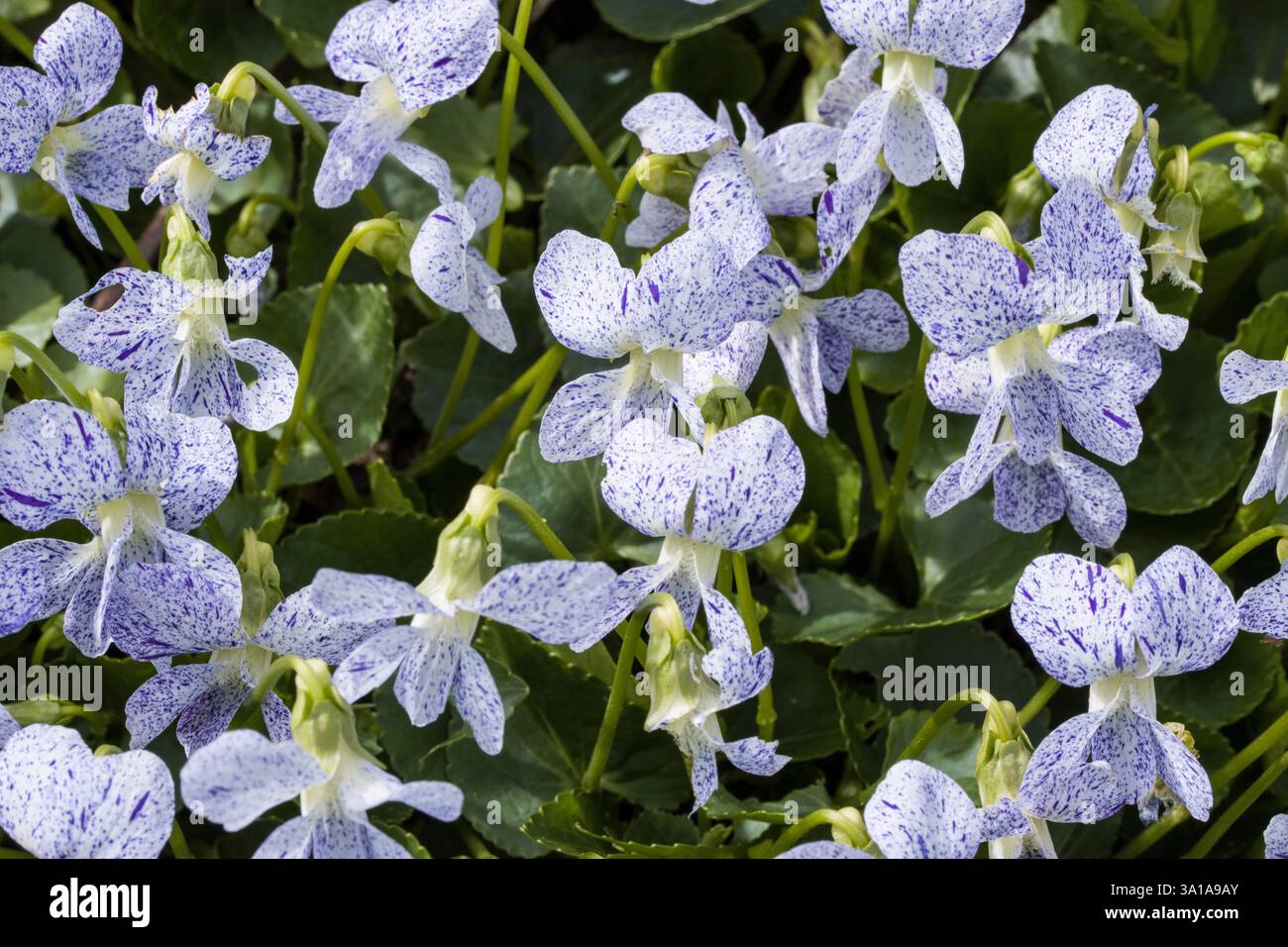 Freckles violet (Viola sororia) - cultivar Stock Photo - Alamy