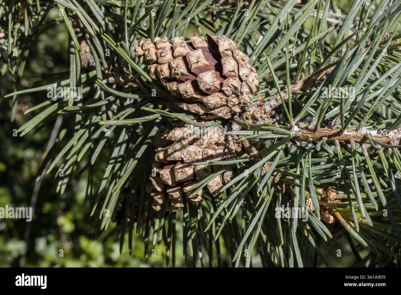 Scots pine pinus sylvestris fruits hi-res stock photography and images - Alamy