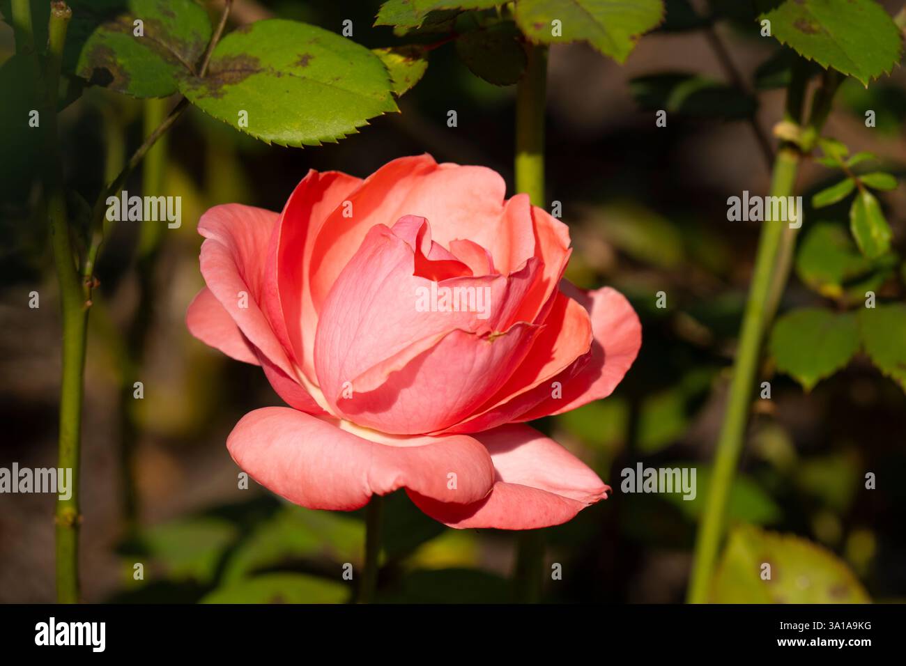 Hybrid tea rose in bloom Stock Photo - Alamy