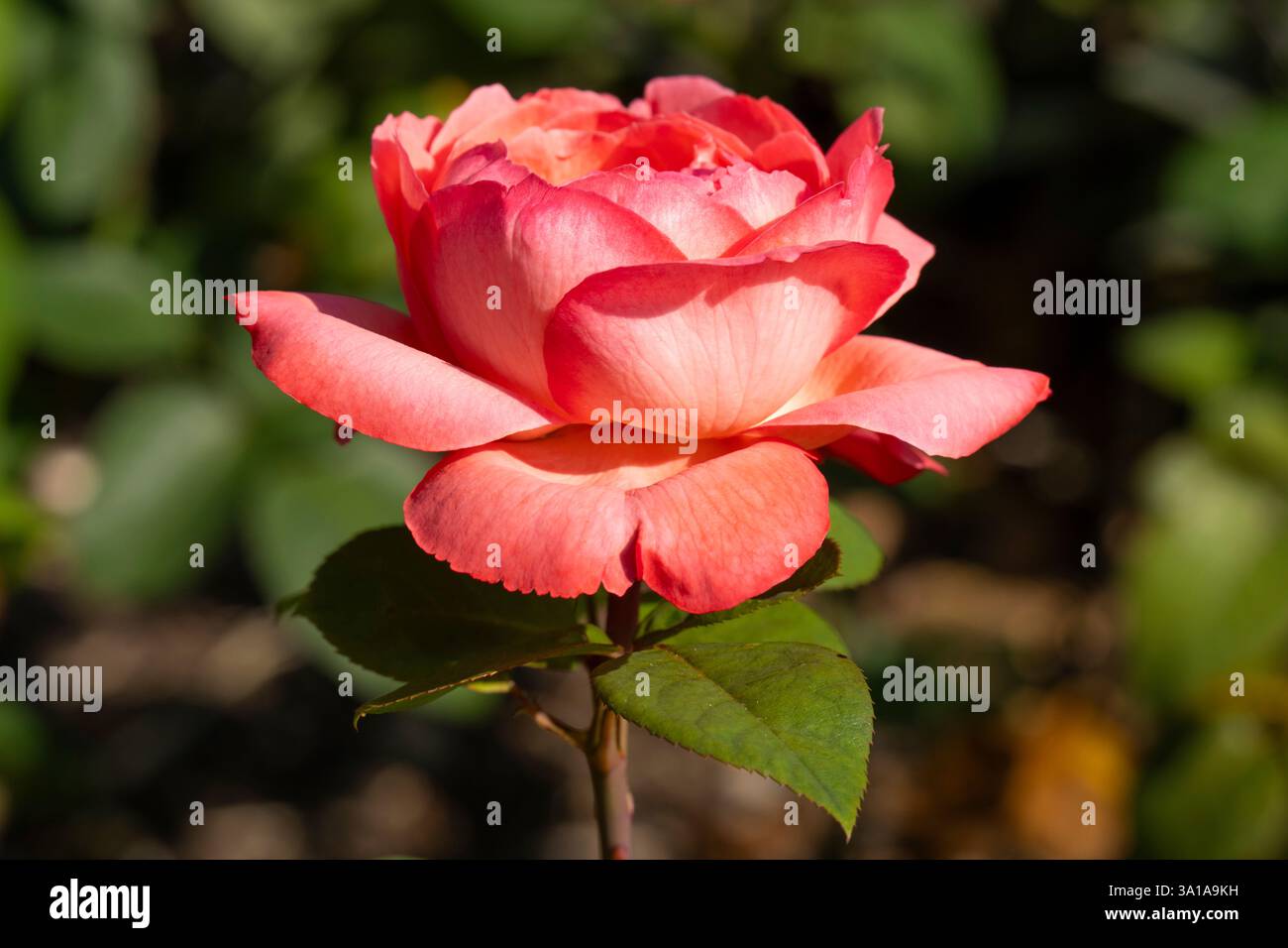 Hybrid tea rose in bloom Stock Photo - Alamy