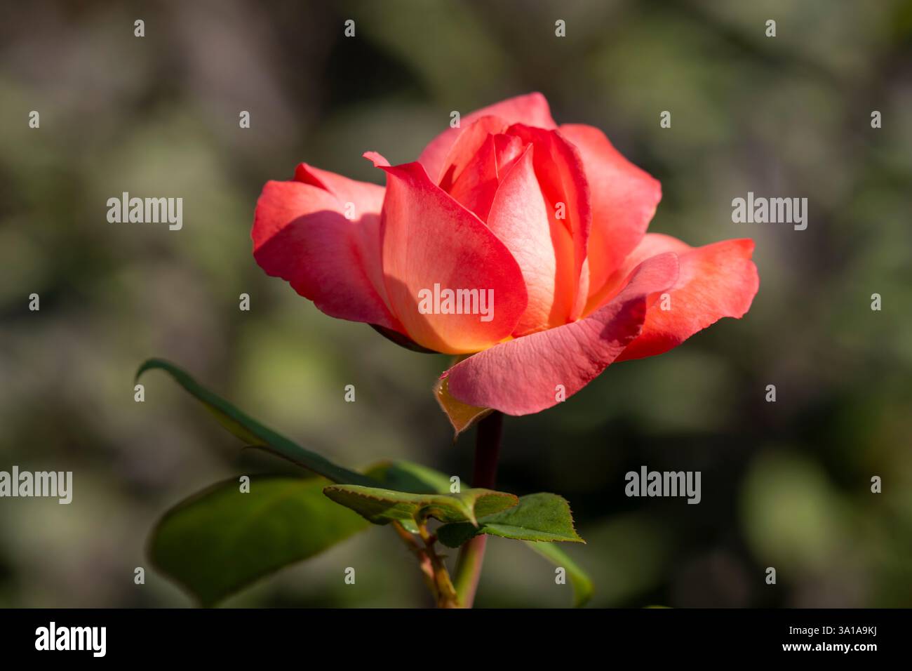 Hybrid tea rose in bloom Stock Photo - Alamy