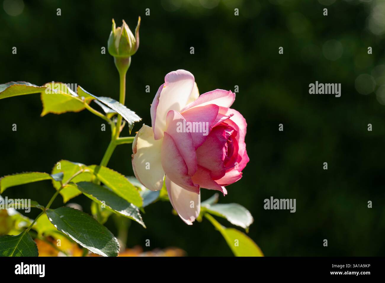Hybrid tea rose in bloom Stock Photo - Alamy
