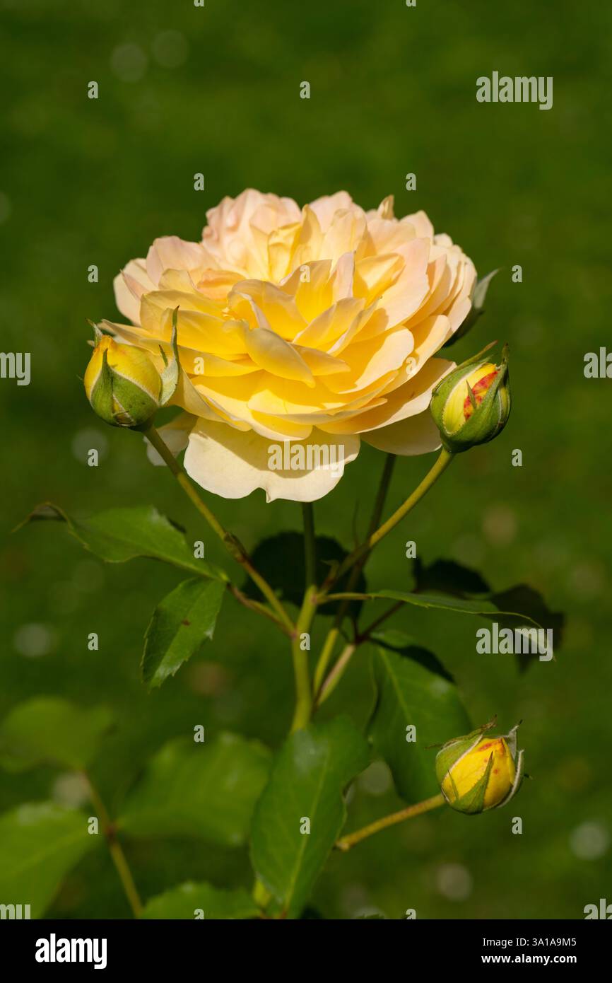 Germany, North Rhine-Westphalia, Flowering shrub rose, Molineux Stock ...
