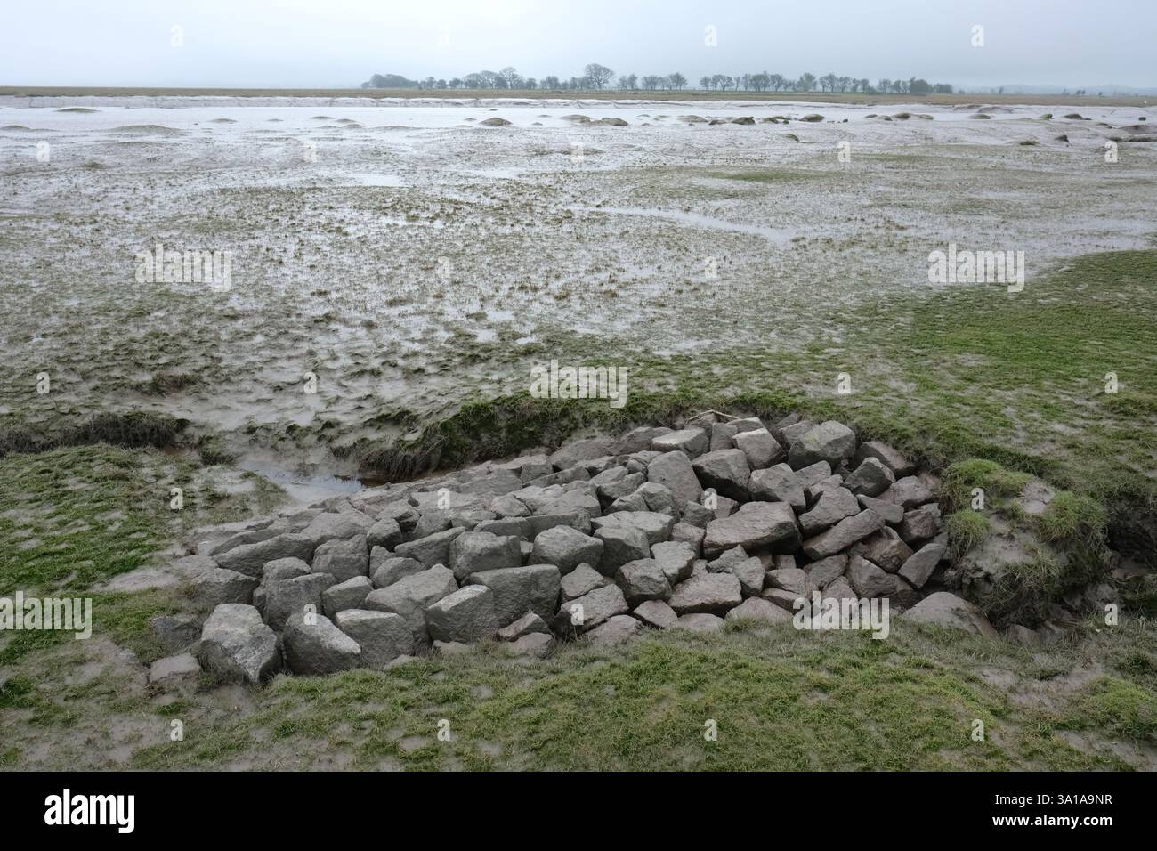 Wigtown Bay, Scotland UK remains of an old sea wall on the salt marsh ...