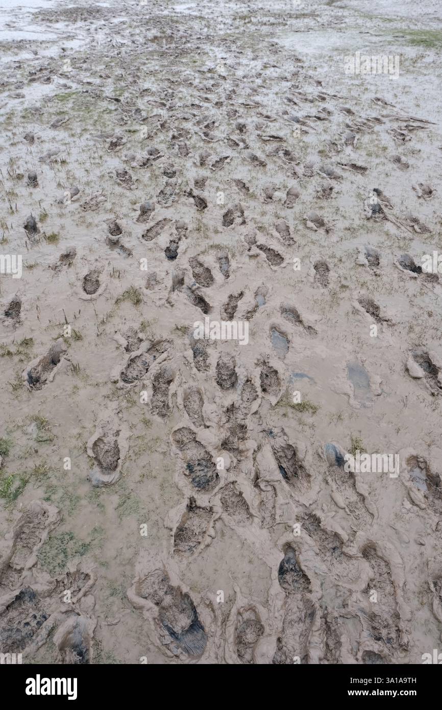 Muddy footprints across thick mud Stock Photo - Alamy