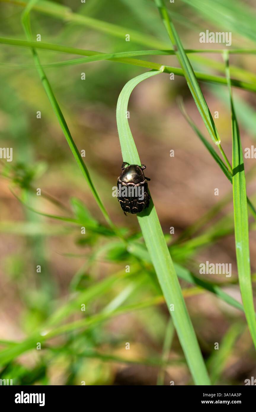 Shimmering common rose beetle ( Cetoniinae ) on blade of grass with ...