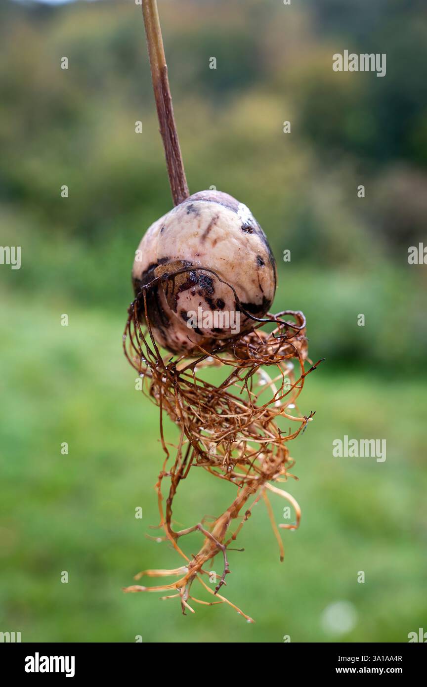 Avocado (Persea americana) core with roots against a green background ...