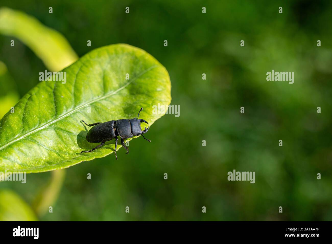 A lesser stag beetle (Dorcus parallelipipedus) also called the dwarf ...
