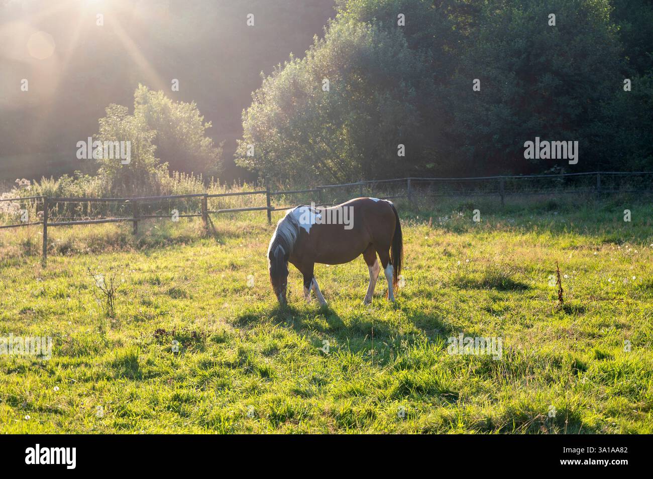 A horse stands on a green pasture in the backlight of the sun Stock ...