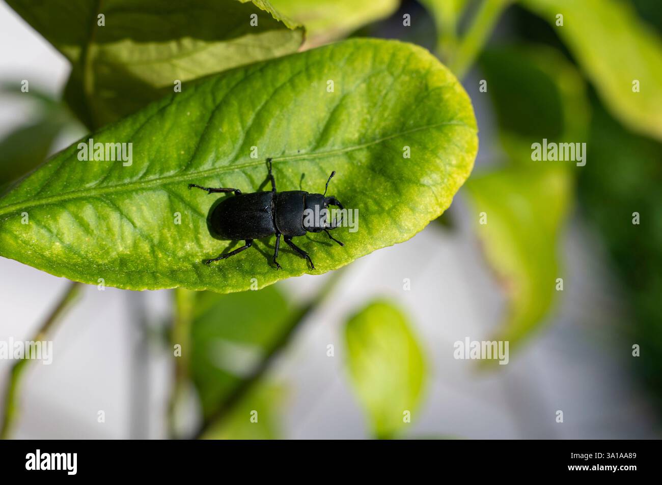 Dwarf stag beetles hi-res stock photography and images - Alamy