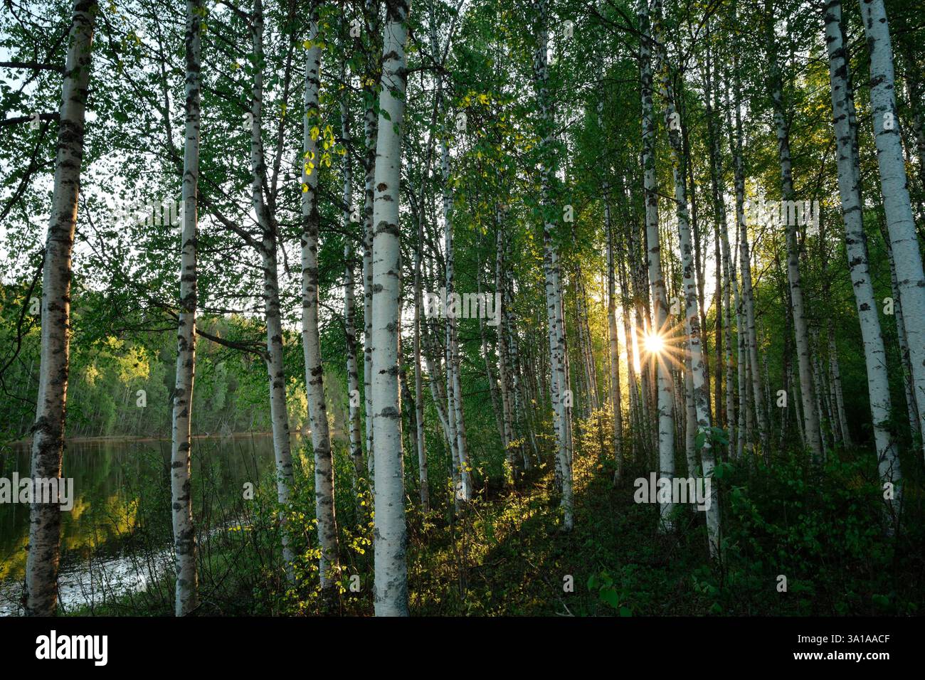 Sunset in the birch forest Stock Photo - Alamy