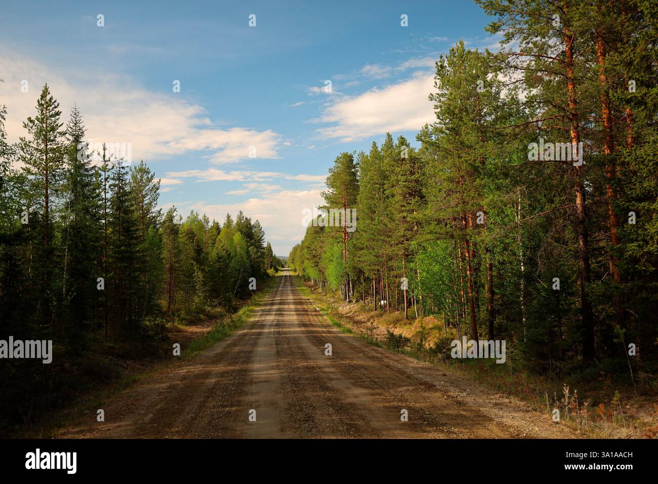 Endless forest path Stock Photo - Alamy