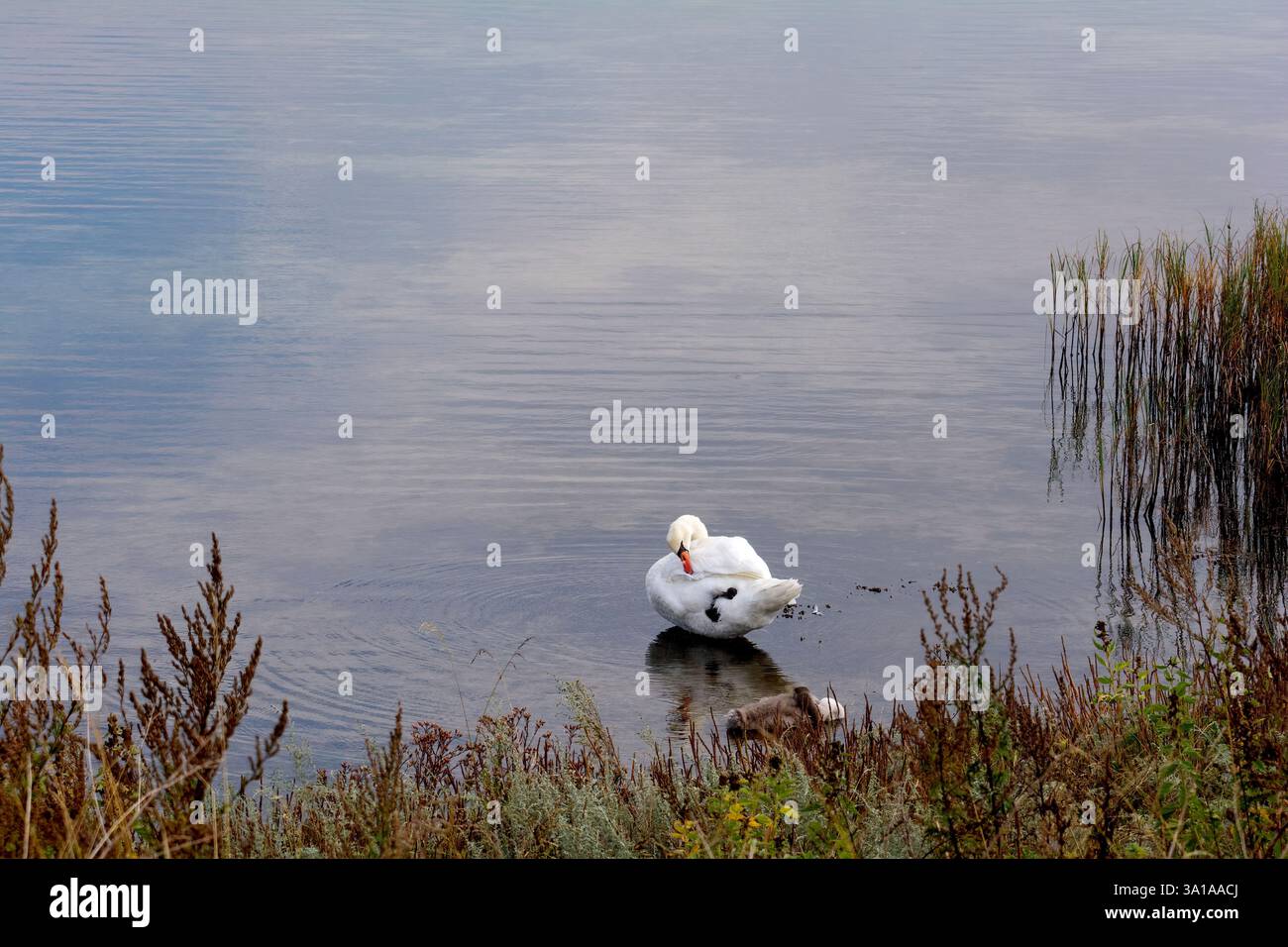 A white swan preens itself, with chicks, in the water of a lake, with ...