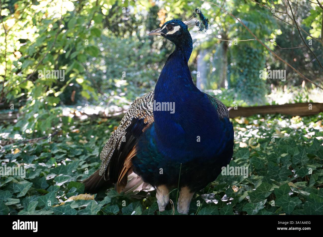 A male peacock stands in the woods of Pfaueninsel, Berlin (Peacock Island) putting its beautiful ...