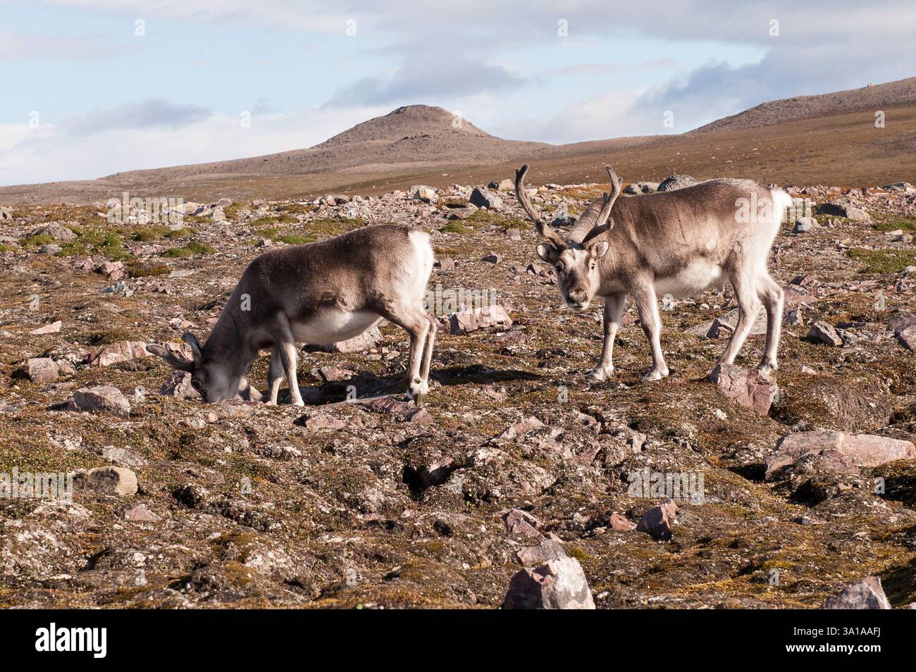 Svalbard reindeer grazing in hi-res stock photography and images - Alamy