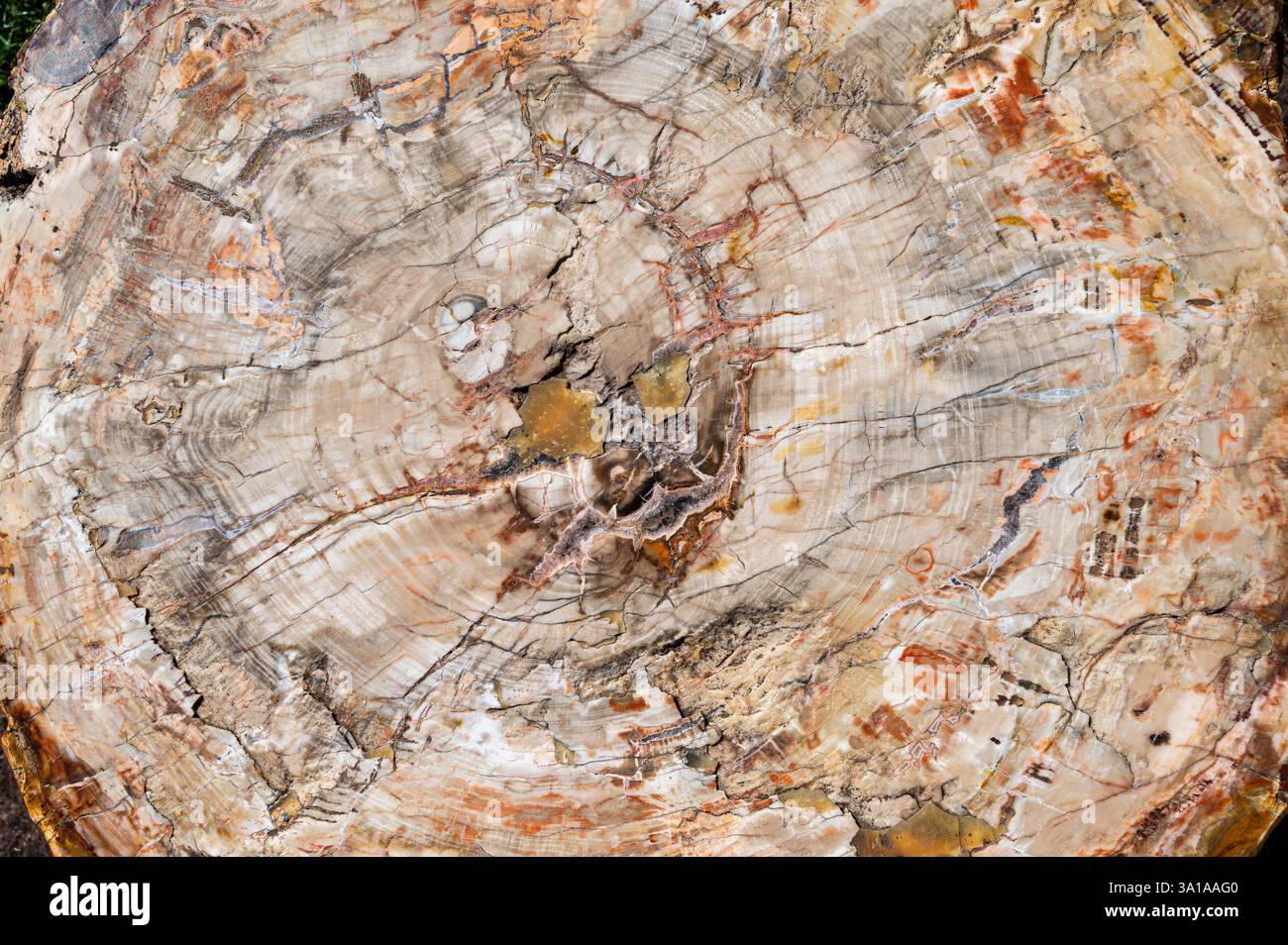 Cracks, colors and lines - cross-section of a petrified tree Stock ...