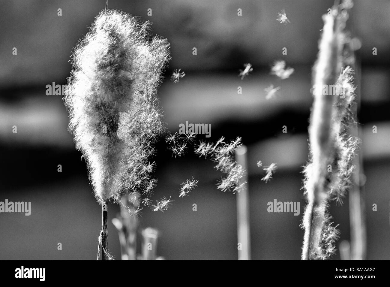 Seeds cut out Black and White Stock Photos & Images - Alamy