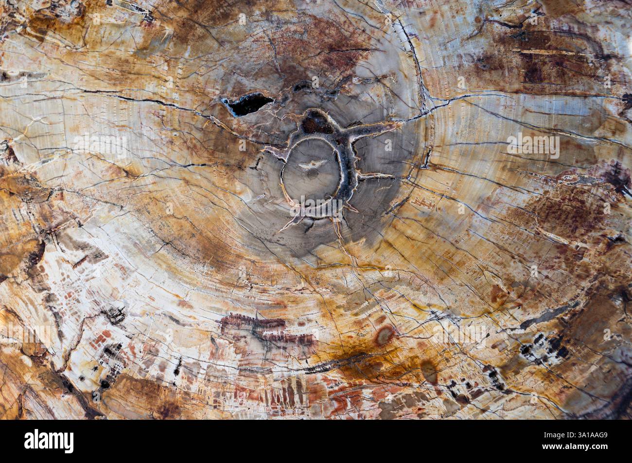Lines and colors - section through a petrified tree trunk from ...