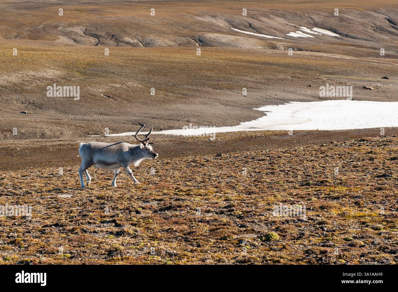 A reindeer roams the arctic tundra Stock Photo - Alamy