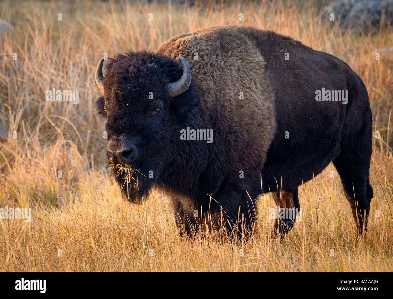 Munching munching grass hi-res stock photography and images - Alamy
