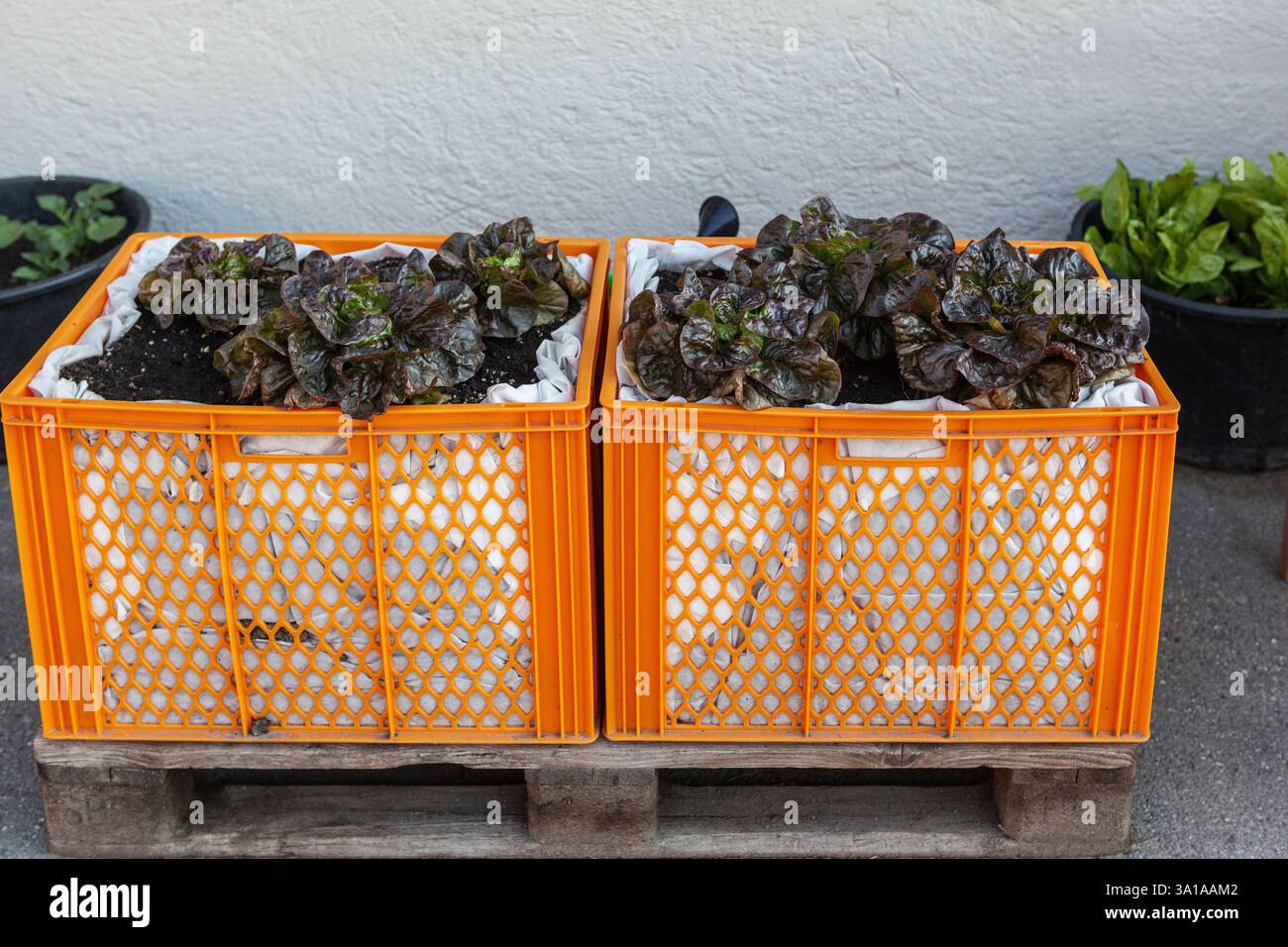 Plastic crate as a salad bed on a wooden pallet hi-res stock ...