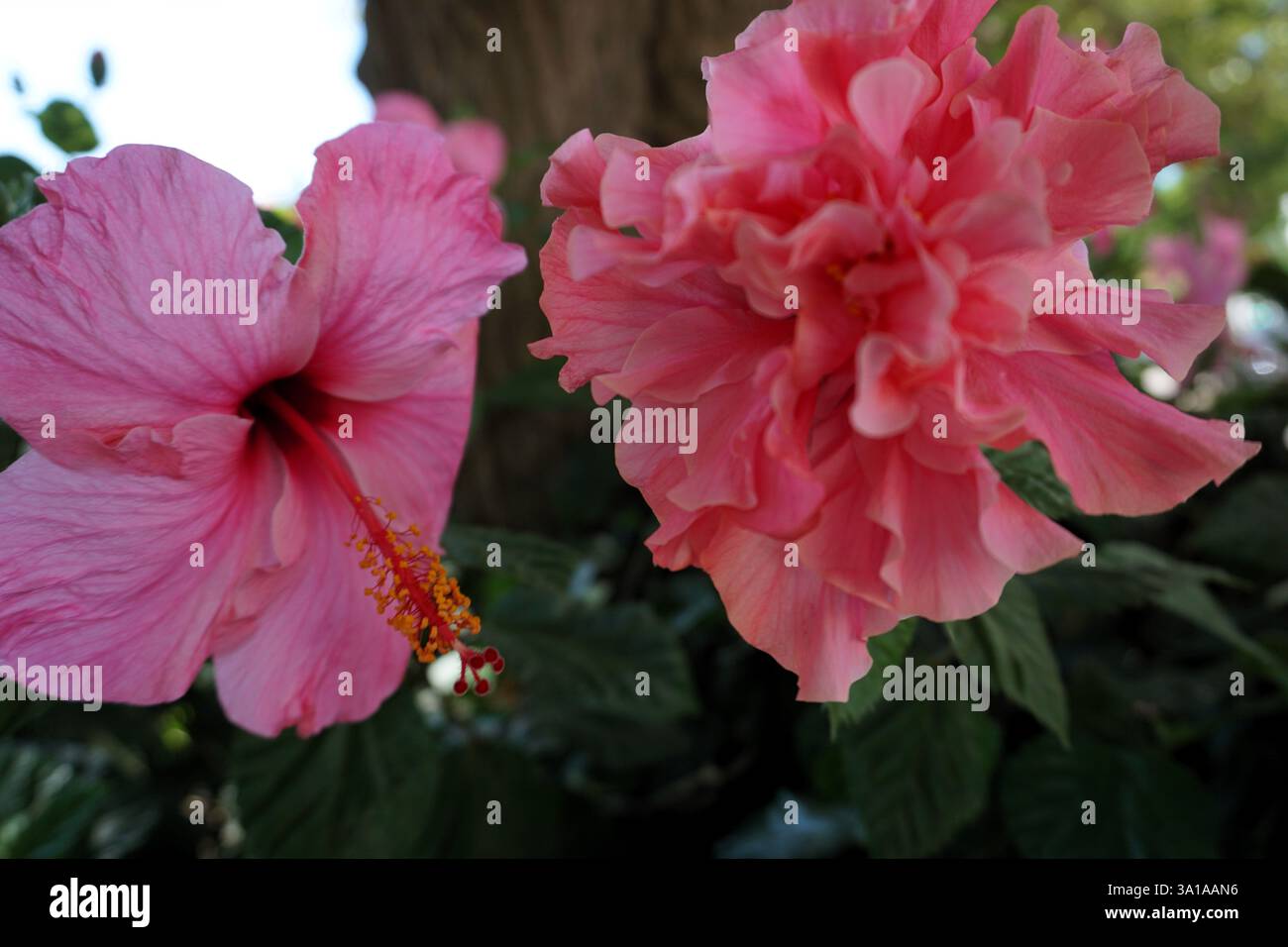 Detailed colorful macro close up of a pair of Hibiscus Rosa Sinensis ...