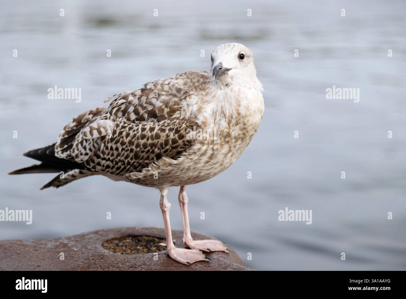 Mew Gull, young bird, Flensburg harbor Stock Photo - Alamy