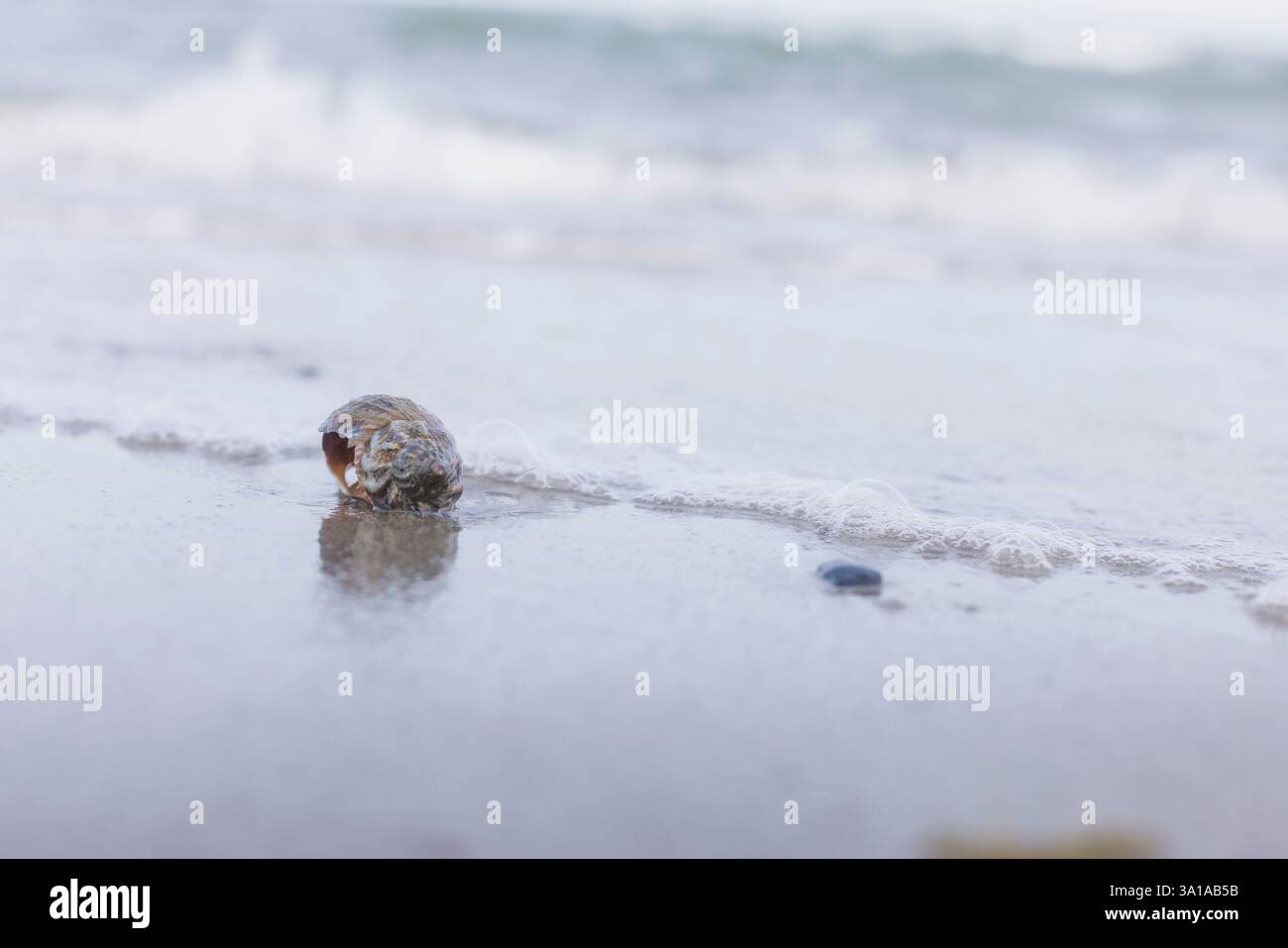 Sea snail shell on the beach at hou hi-res stock photography and images ...