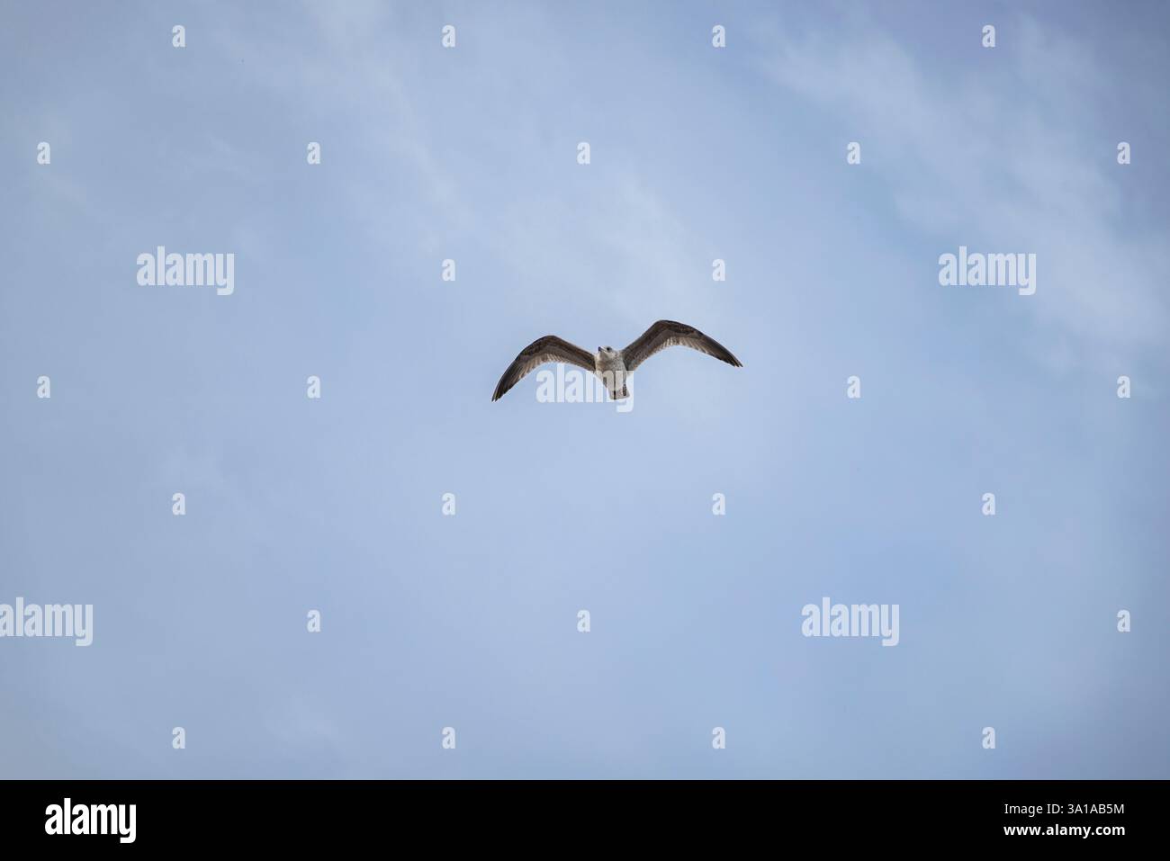 Flying Mew Gull, young bird Stock Photo - Alamy