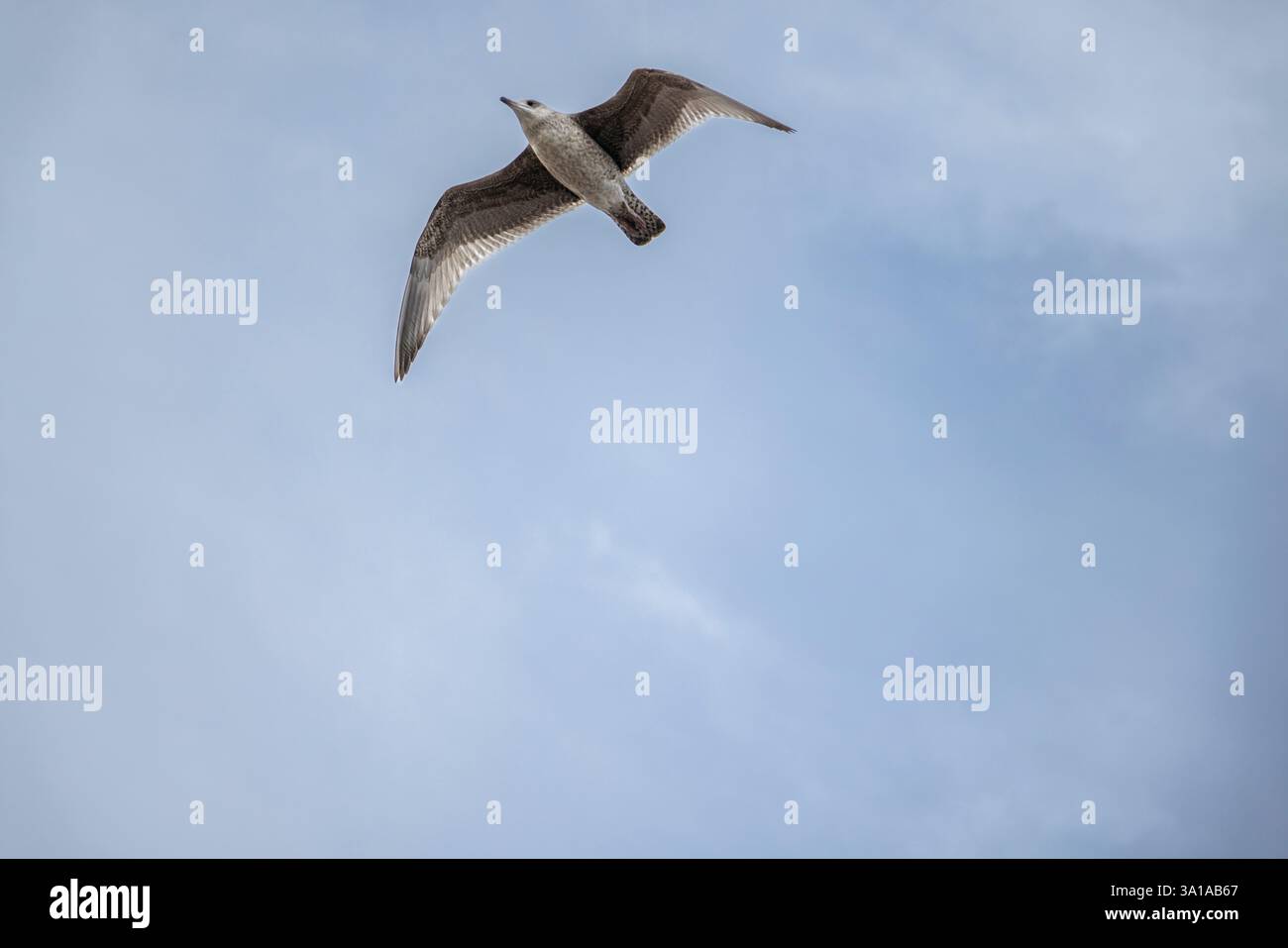 Mew gull young bird hi-res stock photography and images - Alamy