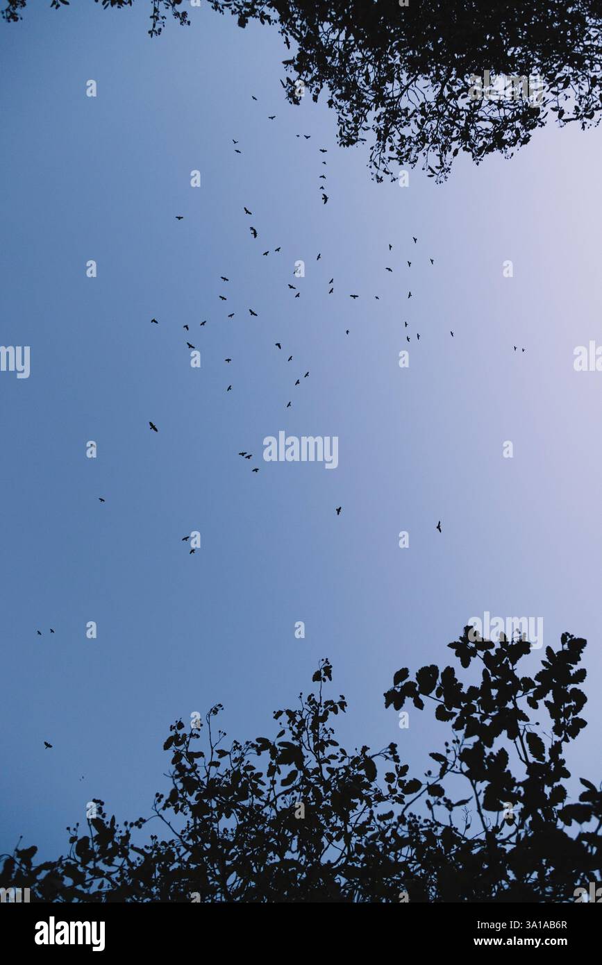 Crows to the sky hi-res stock photography and images - Alamy