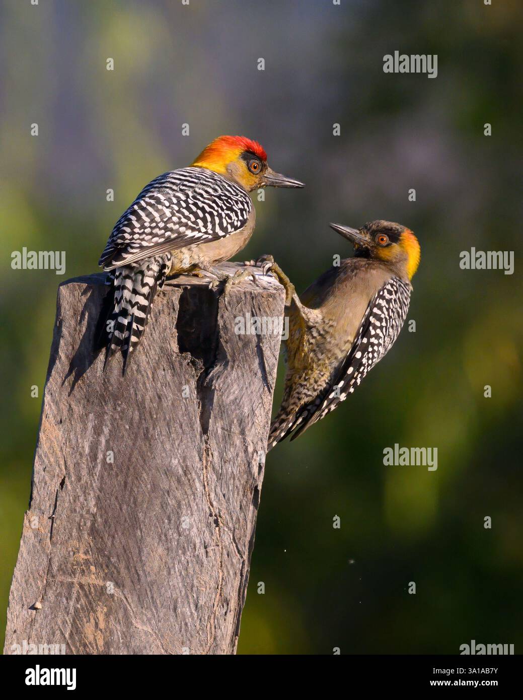 Golden-cheeked Woodpecker (Carpintero Cachete Dorado); Zacualpan ...