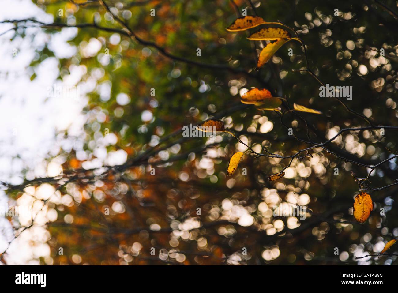 Autumn leaves of the rock pear Stock Photo - Alamy