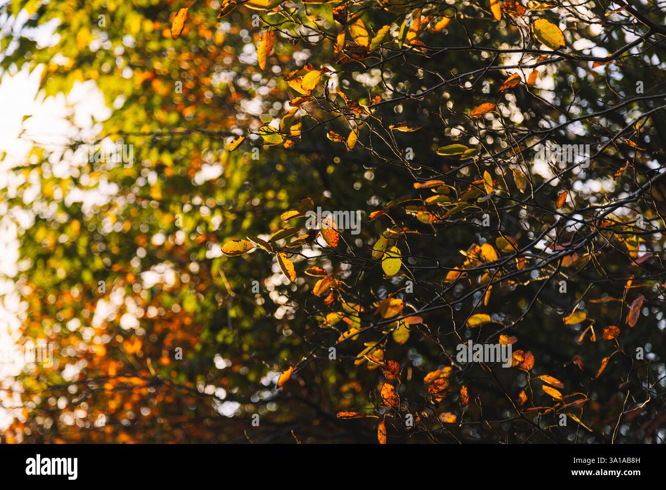 Autumn leaves of the rock pear Stock Photo - Alamy