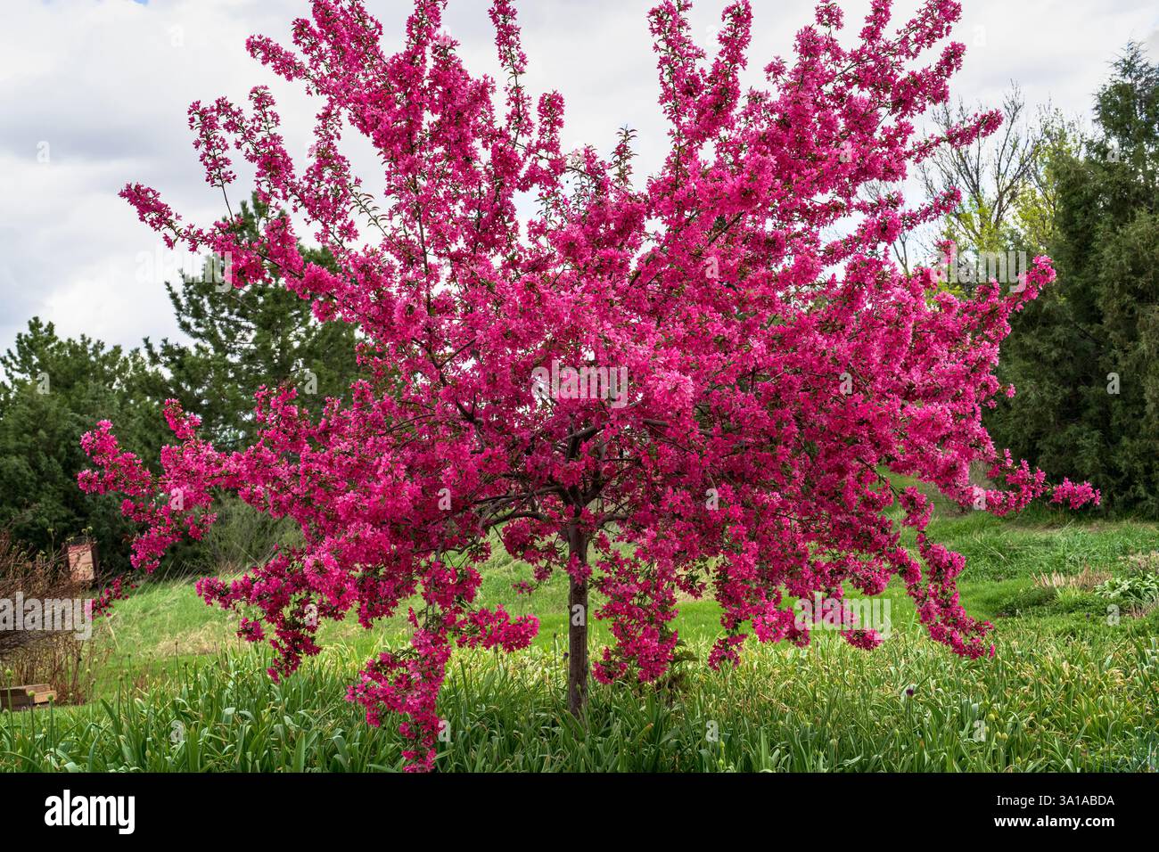 A pink Crabapple Tree of vibrant color filled with lush, cascading ...