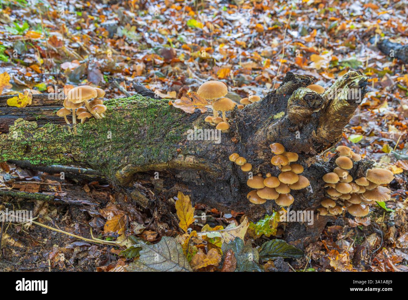 Mushrooms on dead wood, fall motif, forest still life Stock Photo - Alamy