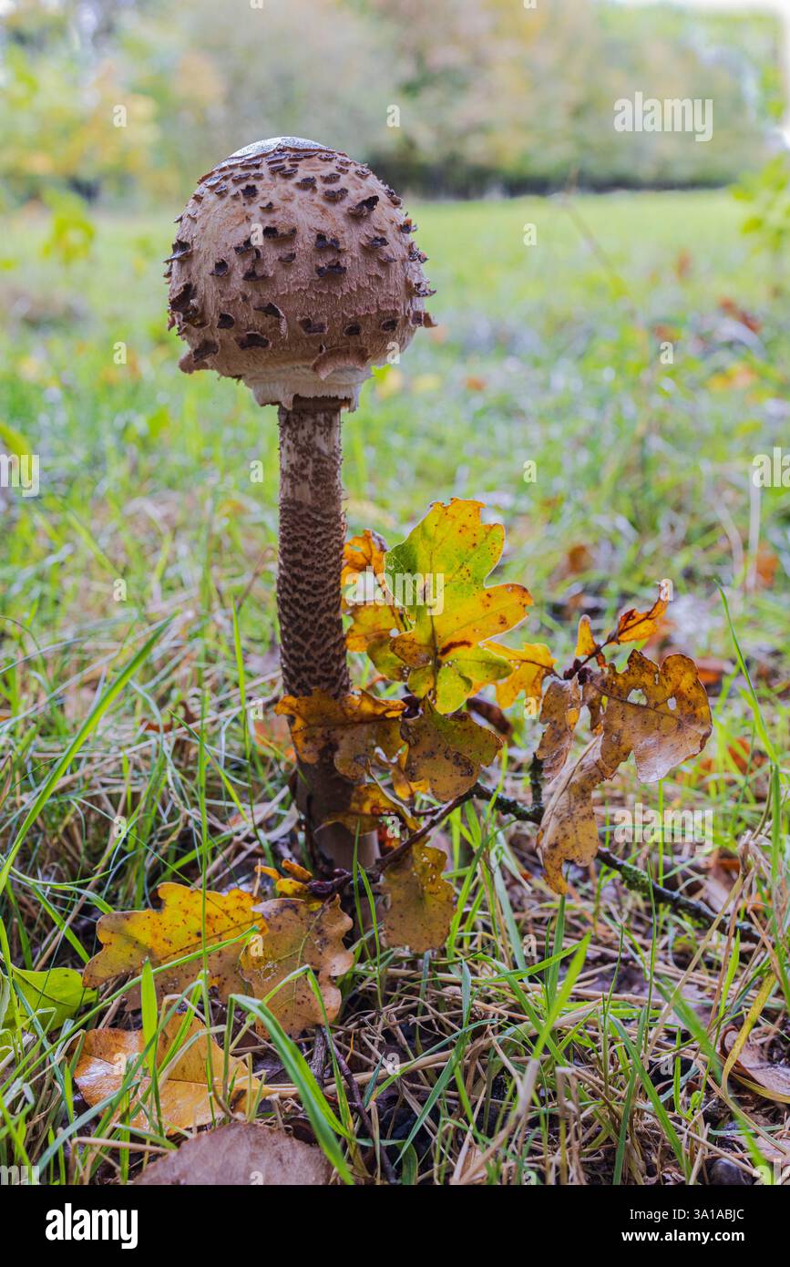 Shaggy parasol (Chlorophyllum rachodes Stock Photo - Alamy