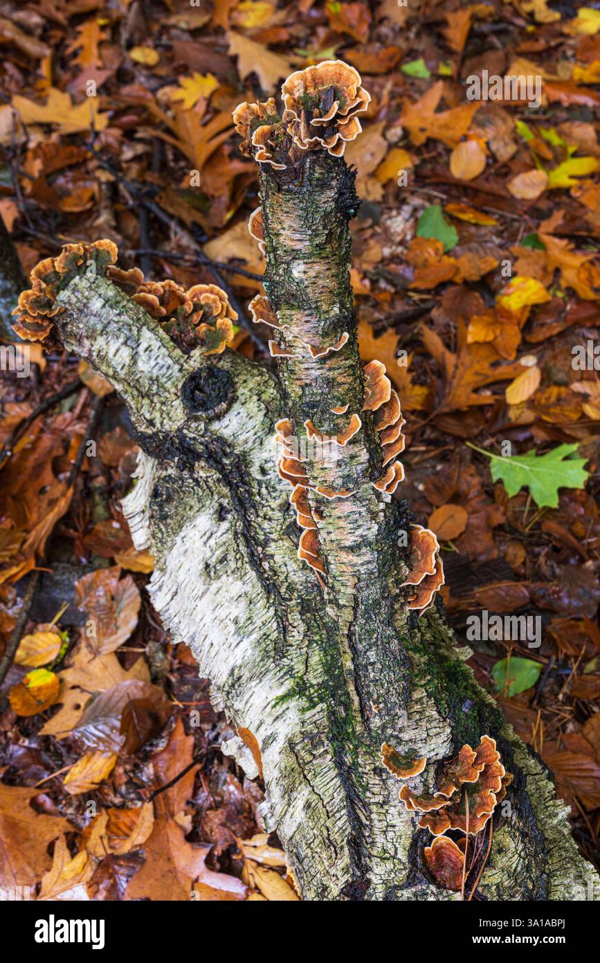 Mushrooms on dead wood, fall motif, forest still life Stock Photo - Alamy