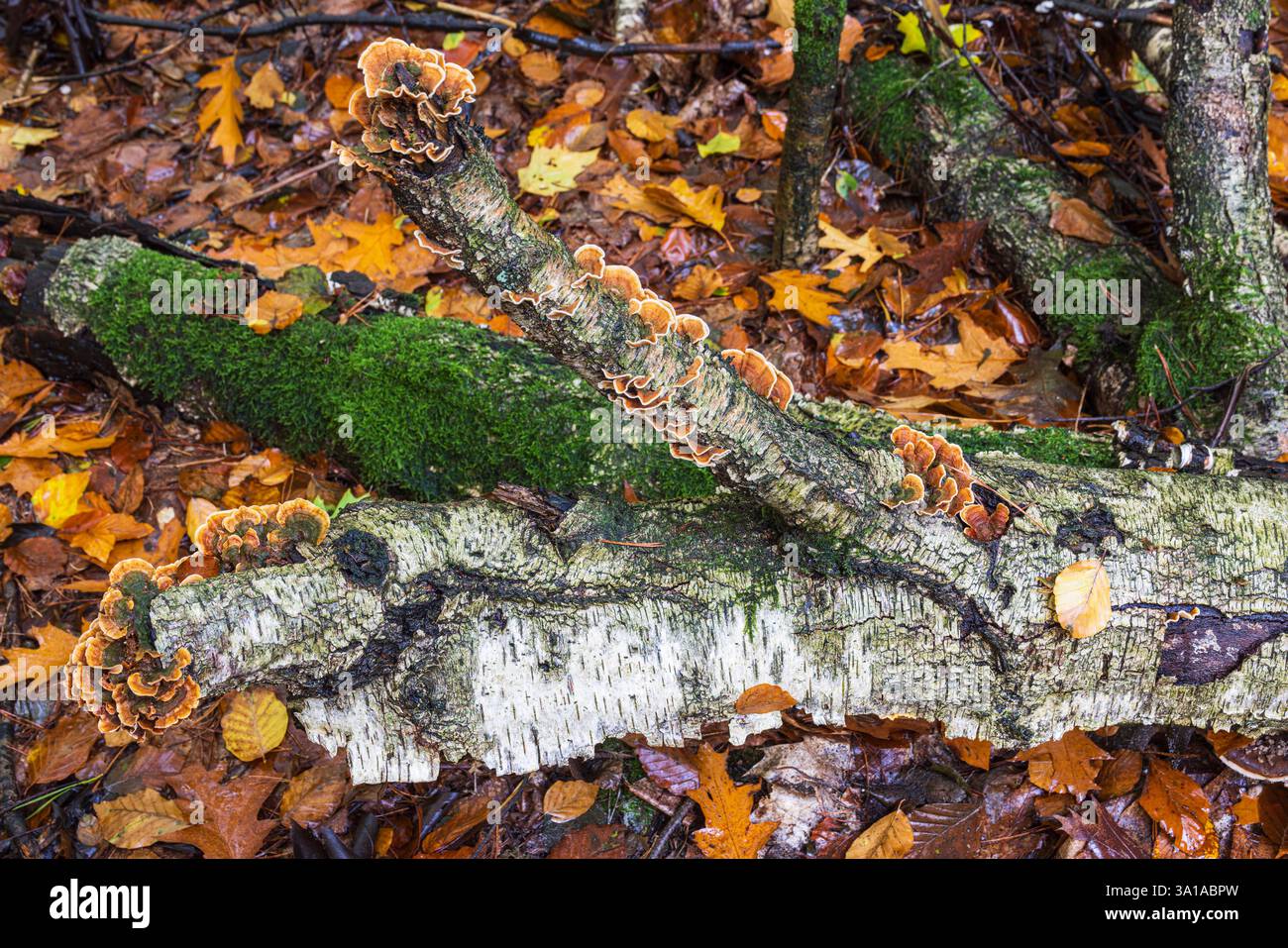 Mushrooms on dead wood, autumn motif, forest still life Stock Photo - Alamy