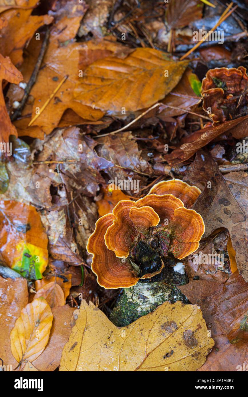 Mushrooms on dead wood, fall motif, forest still life Stock Photo - Alamy